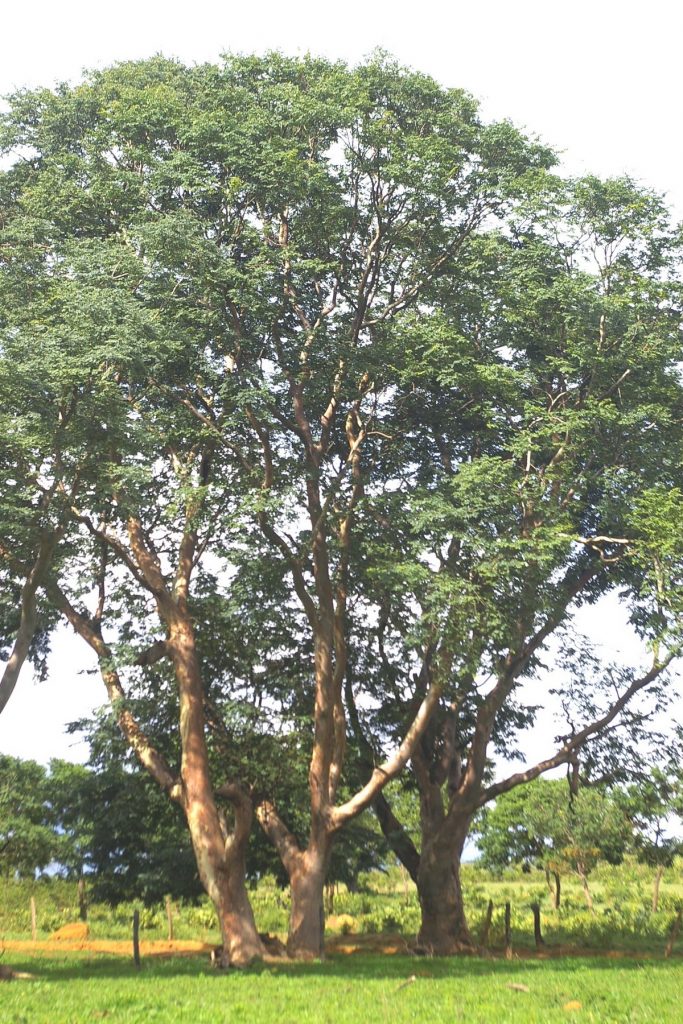 Amburana cearensis (Allemão) A.C.Sm. | Árvores do Bioma Cerrado