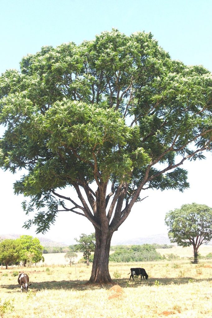 Cedrela fissilis Vell. | Árvores do Bioma Cerrado