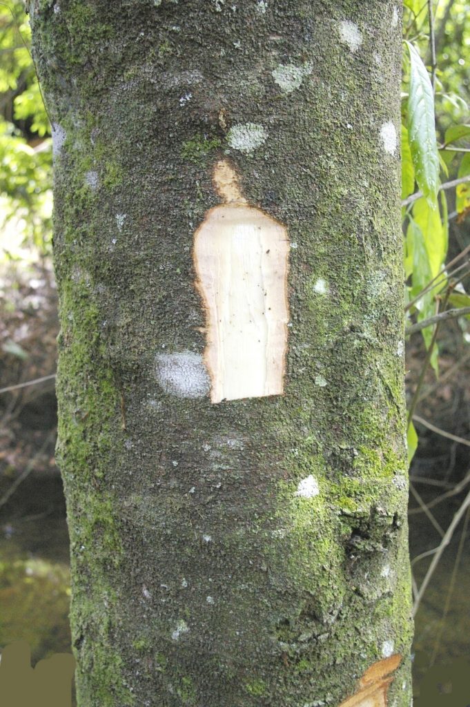 Inga nobilis Willd. subesp. nobilis | Árvores do Bioma Cerrado