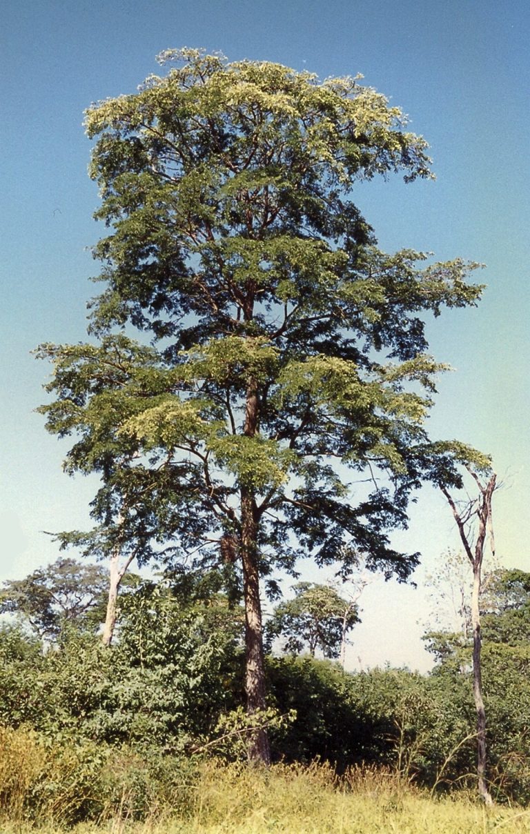 Machaerium scleroxylon Tul. | Árvores do Bioma Cerrado