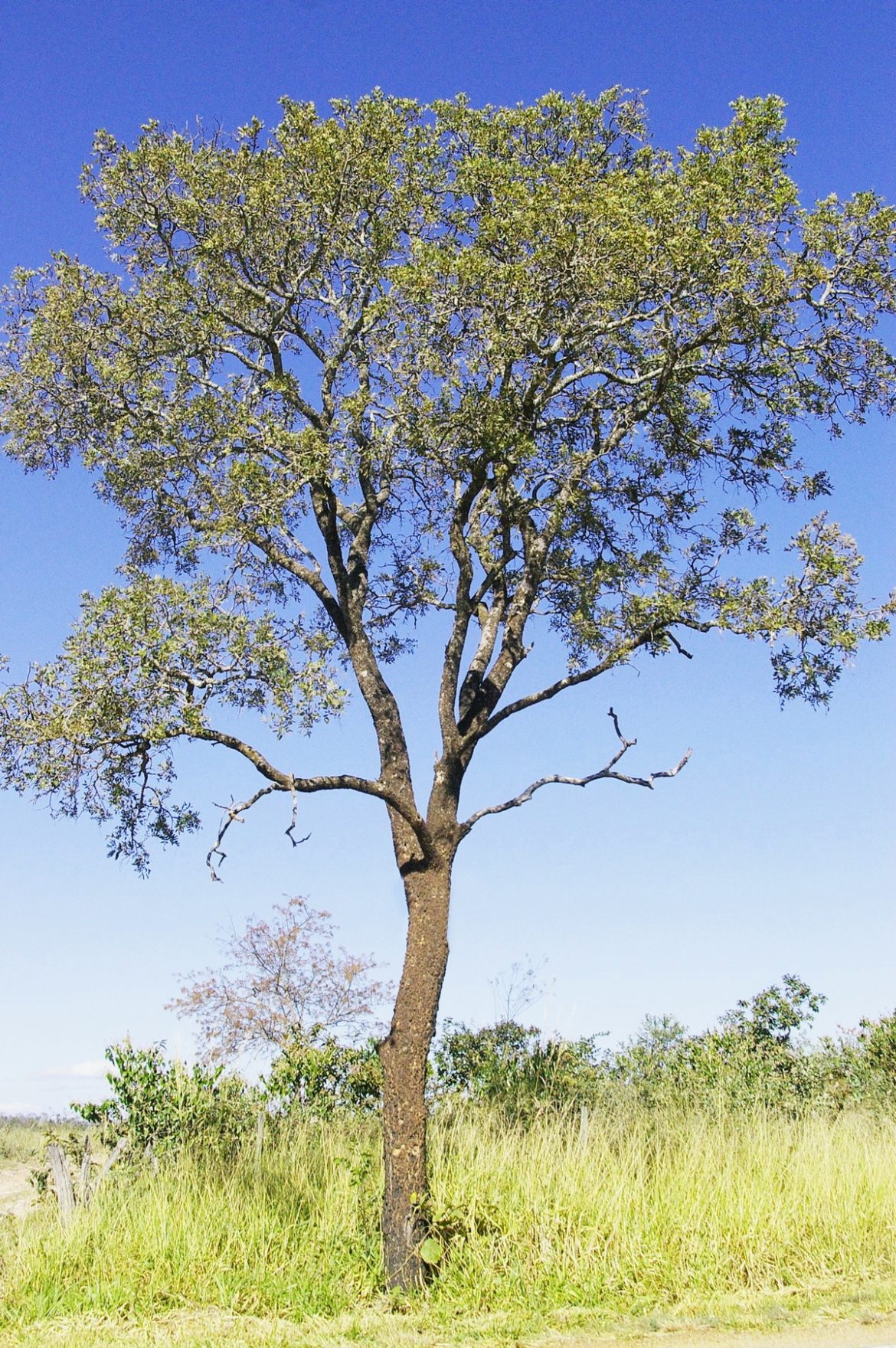 Bowdichia virgilioides Kunth | Árvores do Bioma Cerrado