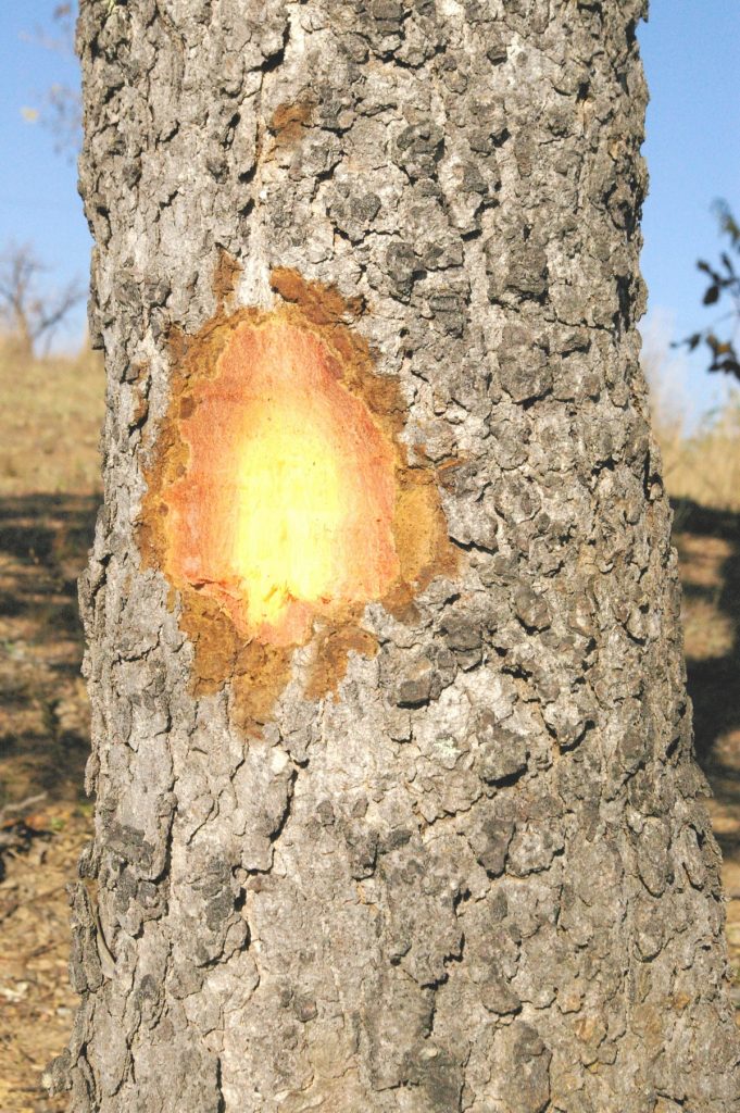 Bowdichia virgilioides Kunth | Árvores do Bioma Cerrado