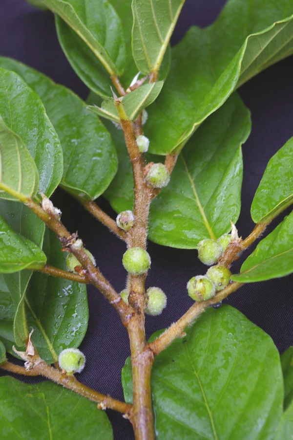 Ficus trigona L.f. | Árvores do Bioma Cerrado