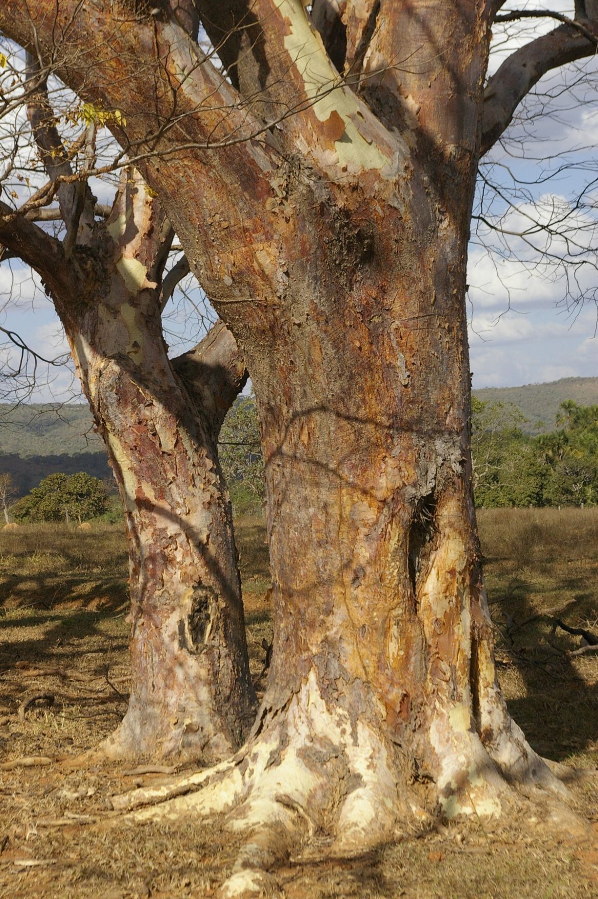 Amburana cearensis (Allemão) A.C.Sm. | Árvores do Bioma Cerrado
