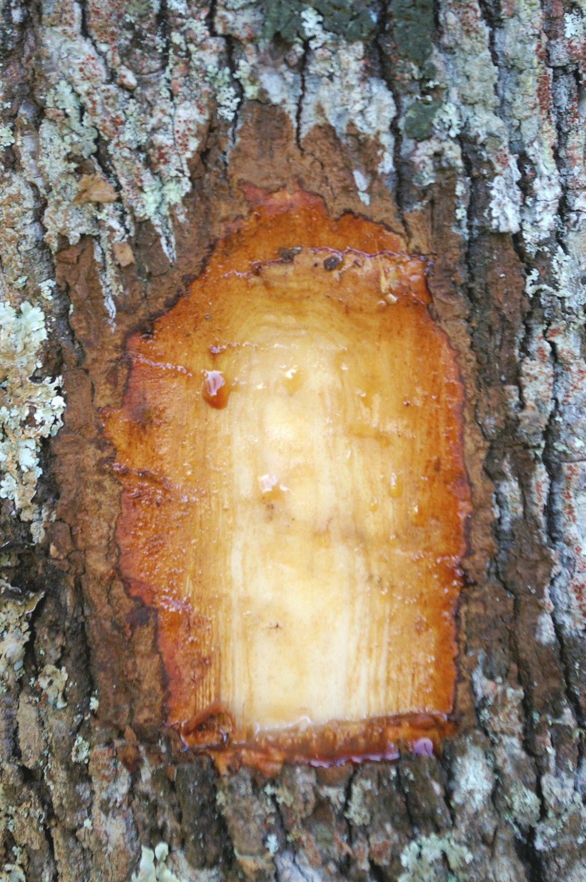 Virola sebifera Aubl. | Árvores do Bioma Cerrado