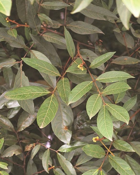 Inga nobilis Willd. subesp. nobilis | Árvores do Bioma Cerrado