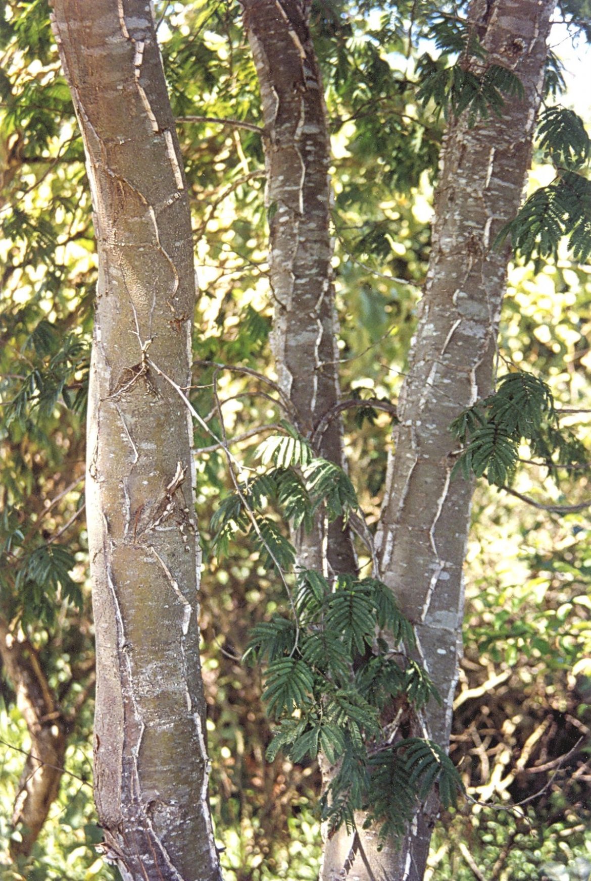 Piptadenia gonoacantha (Mart.) J.F.Macbr. | Árvores do Bioma Cerrado