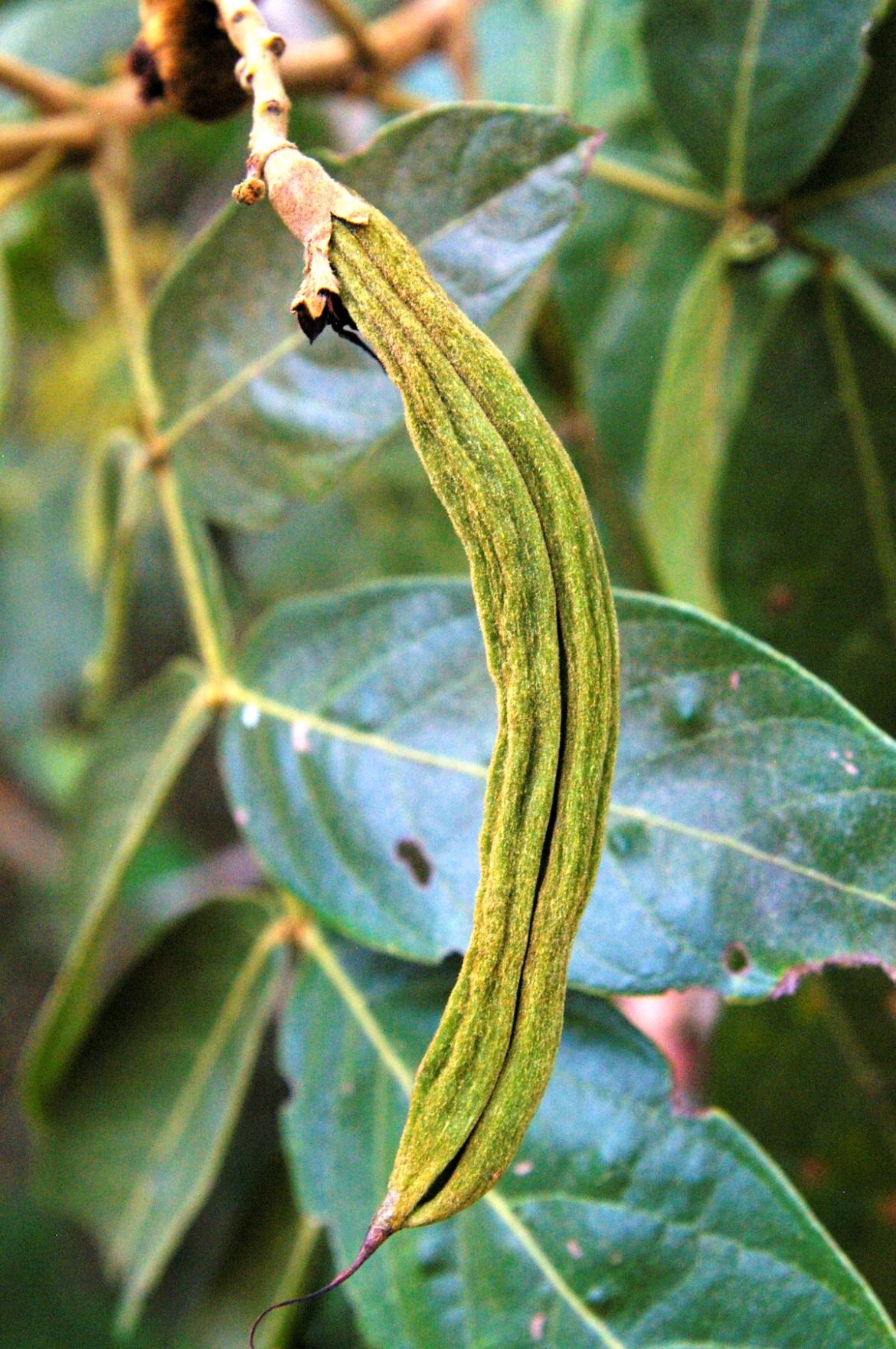 Inga ingoides (Rich.) Willd. | Árvores do Bioma Cerrado