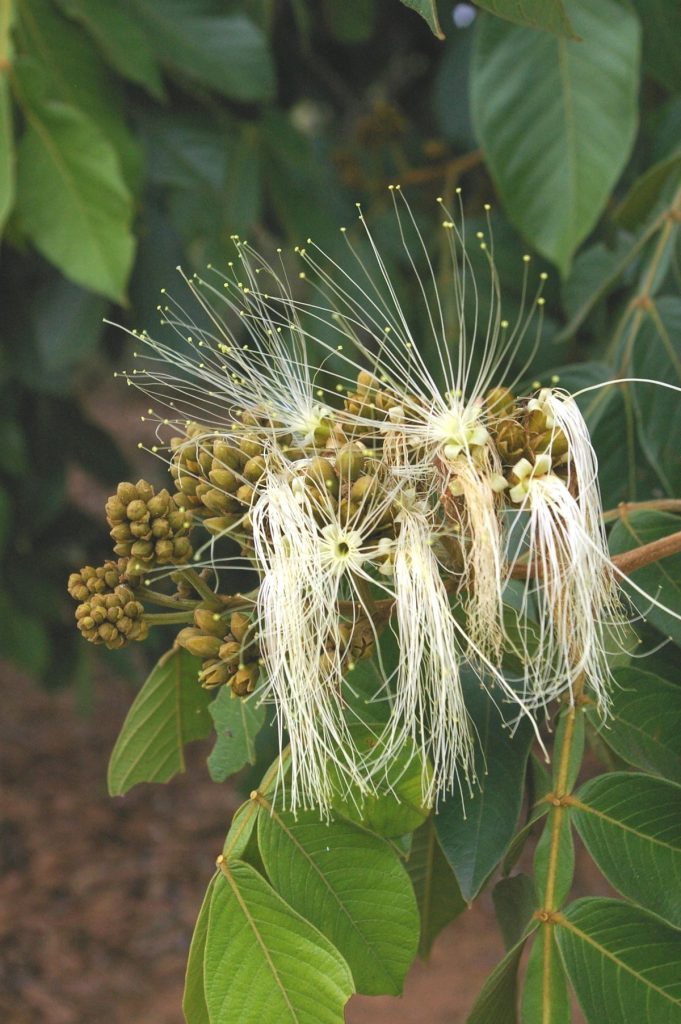 Inga vera Willd. subesp. affinis (DC.) T.D.Penn. | Árvores do Bioma Cerrado