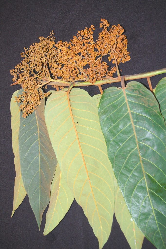 Virola sebifera Aubl. | Árvores do Bioma Cerrado