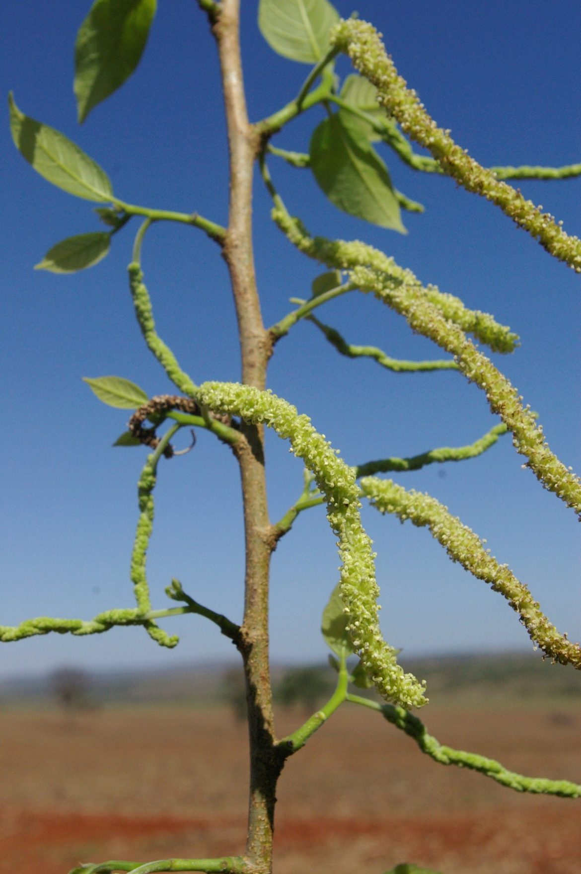 Maclura tinctoria (L.) D.Don ex Steud. | Árvores do Bioma Cerrado