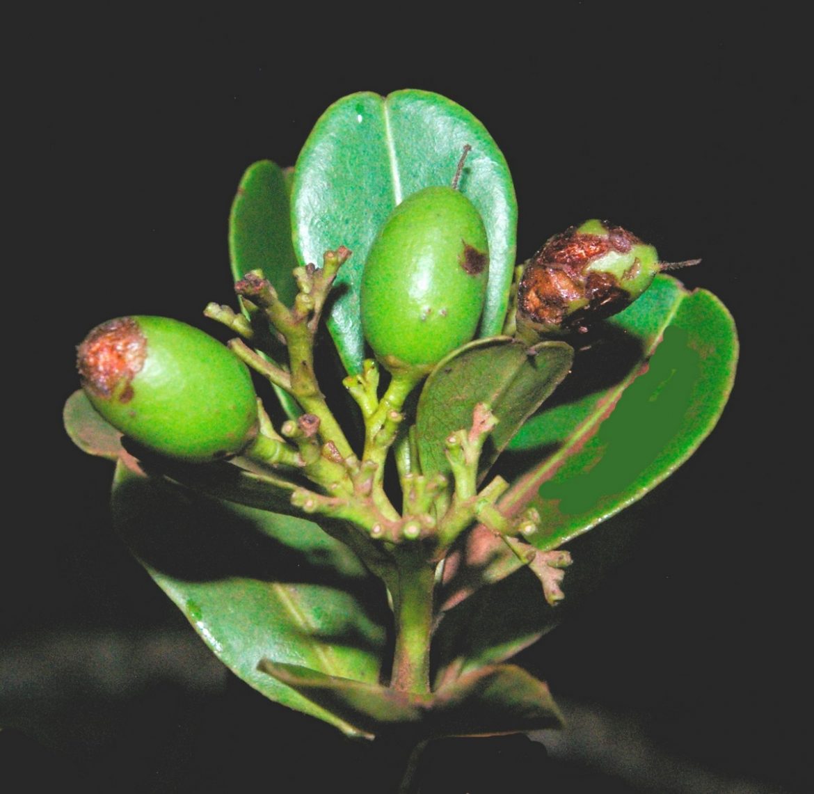 Humiria balsamifera (Aubl.) A.St.-Hil. | Árvores do Bioma Cerrado