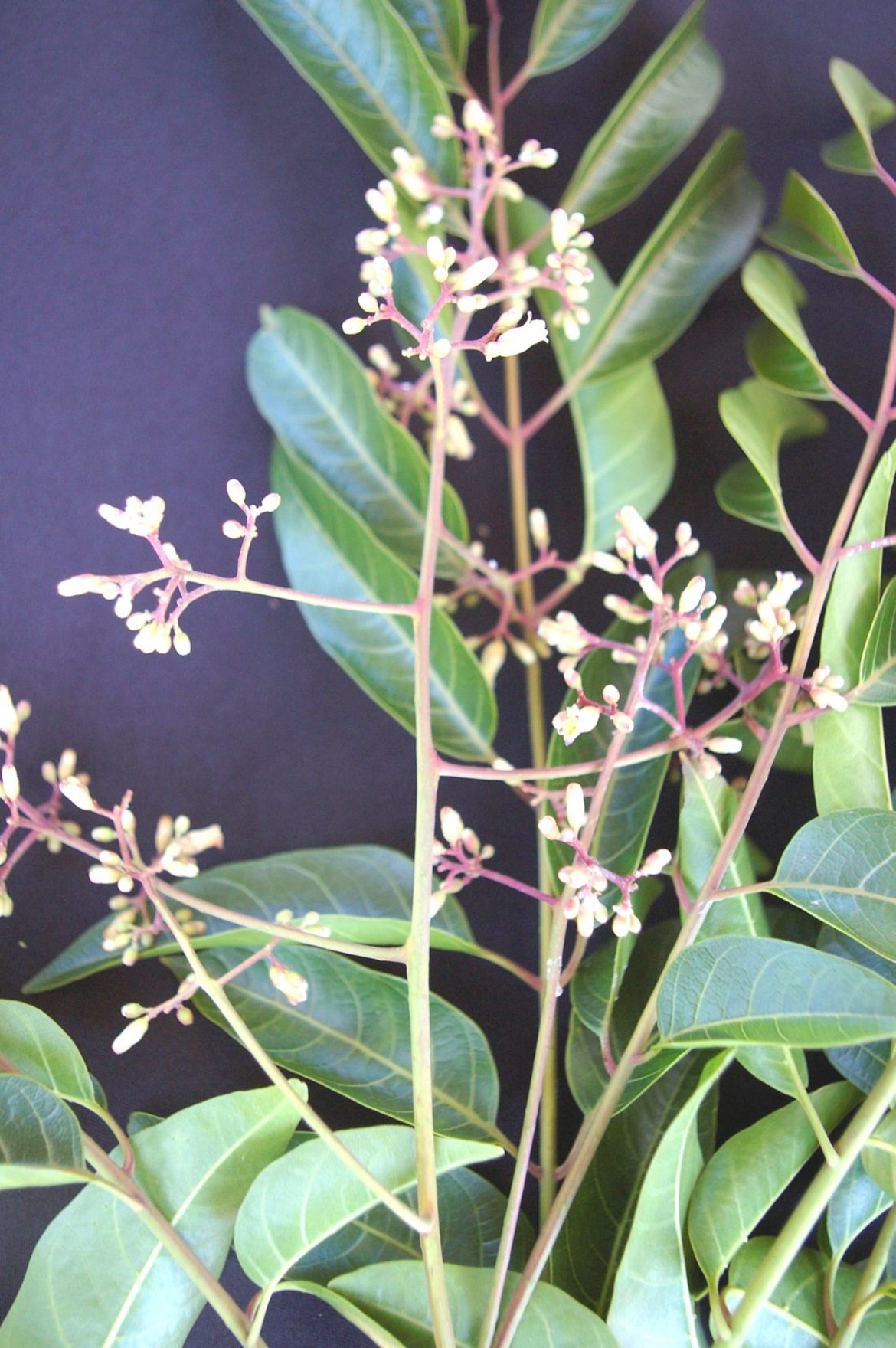 Cedrela odorata L. | Árvores do Bioma Cerrado