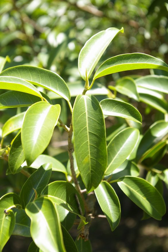 Ficus pertusa L.f. | Árvores do Bioma Cerrado