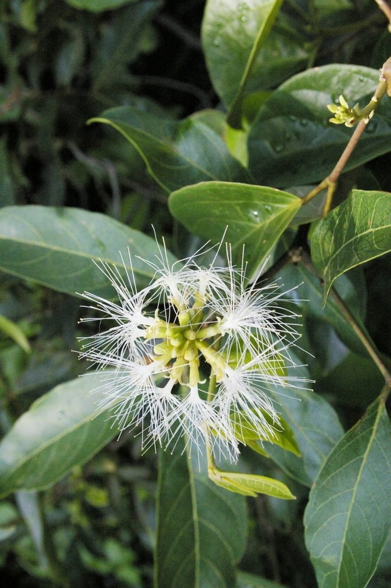 Inga nobilis Willd. subesp. nobilis | Árvores do Bioma Cerrado