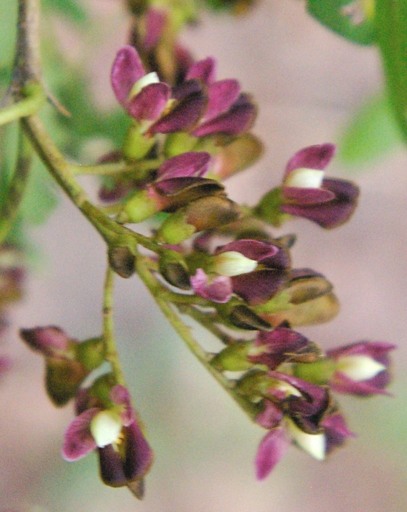 Machaerium scleroxylon Tul. | Árvores do Bioma Cerrado