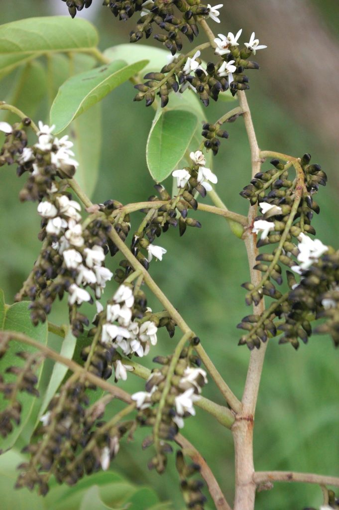 Machaerium acutifolium Vogel | Árvores do Bioma Cerrado