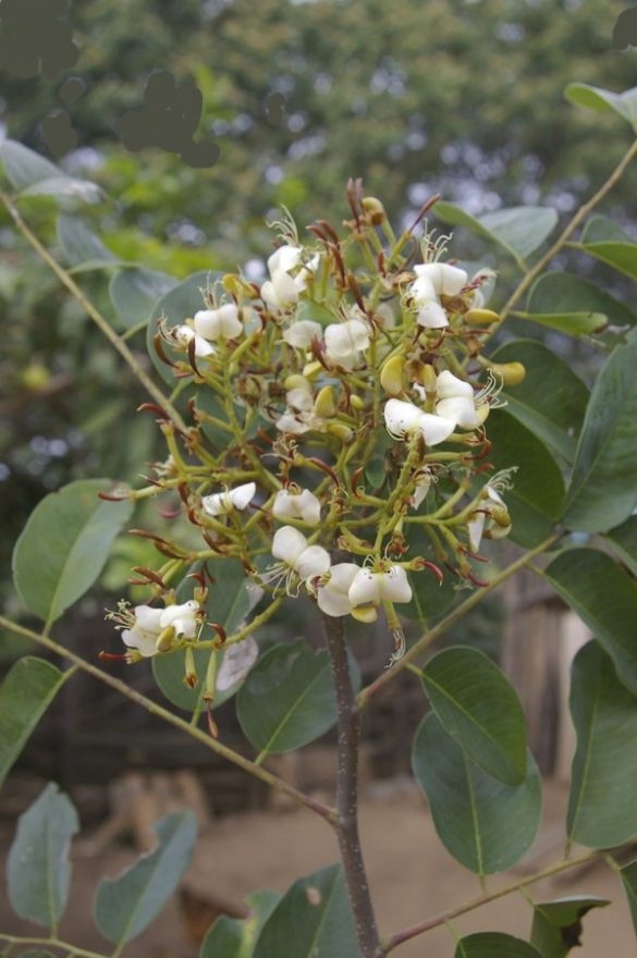 Amburana cearensis (Allemão) A.C.Sm. | Árvores do Bioma Cerrado