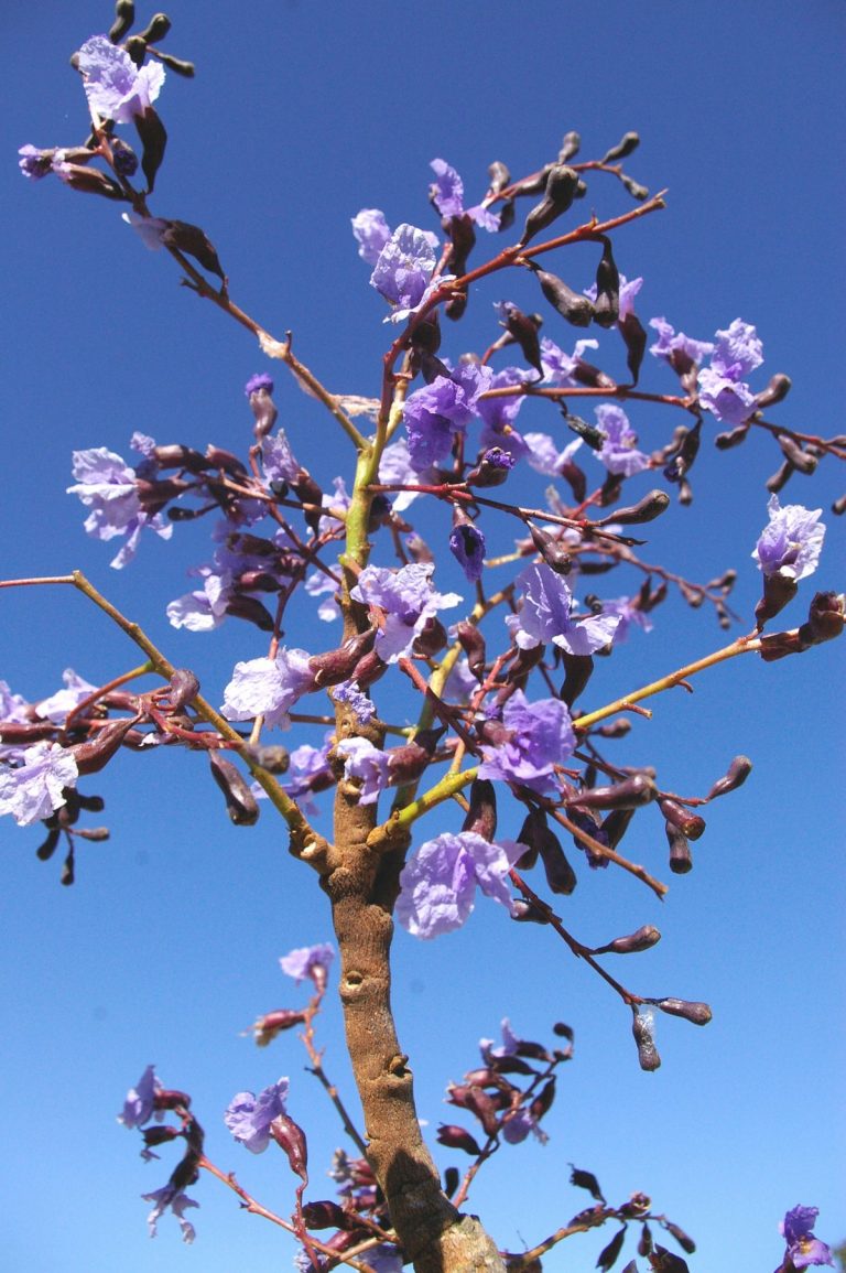 Bowdichia virgilioides Kunth | Árvores do Bioma Cerrado