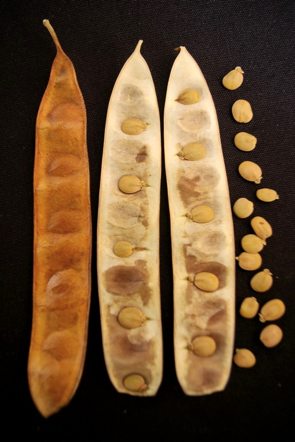 Piptadenia gonoacantha (Mart.) J.F.Macbr. | Árvores do Bioma Cerrado