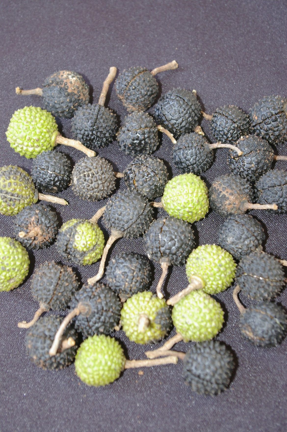 Guazuma ulmifolia Lam. | Árvores do Bioma Cerrado