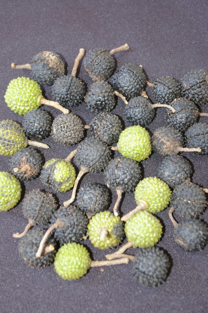 Guazuma ulmifolia Lam. | Árvores do Bioma Cerrado