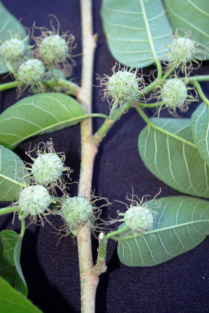 Maclura tinctoria (L.) D.Don ex Steud. | Árvores do Bioma Cerrado