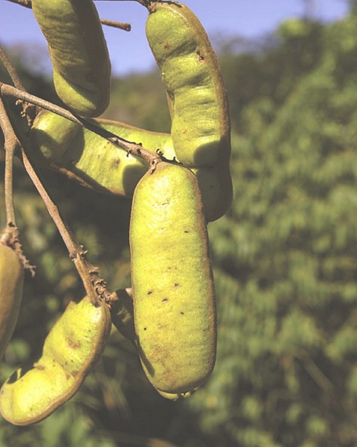 Inga nobilis Willd. subesp. nobilis | Árvores do Bioma Cerrado