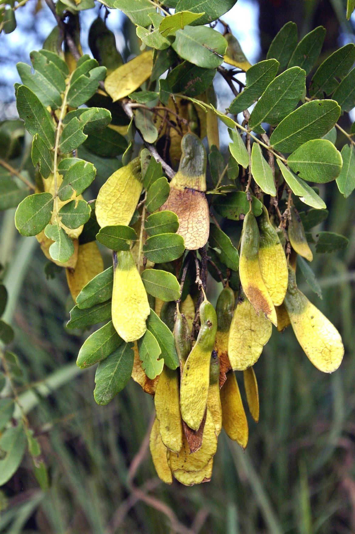 Machaerium scleroxylon Tul. | Árvores do Bioma Cerrado