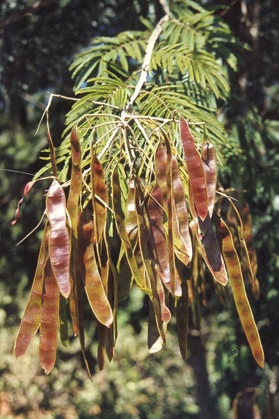 Piptadenia gonoacantha (Mart.) J.F.Macbr. | Árvores do Bioma Cerrado