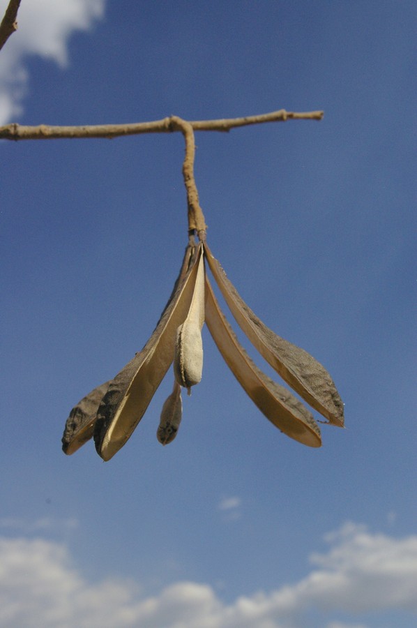 Amburana cearensis (Allemão) A.C.Sm. | Árvores do Bioma Cerrado