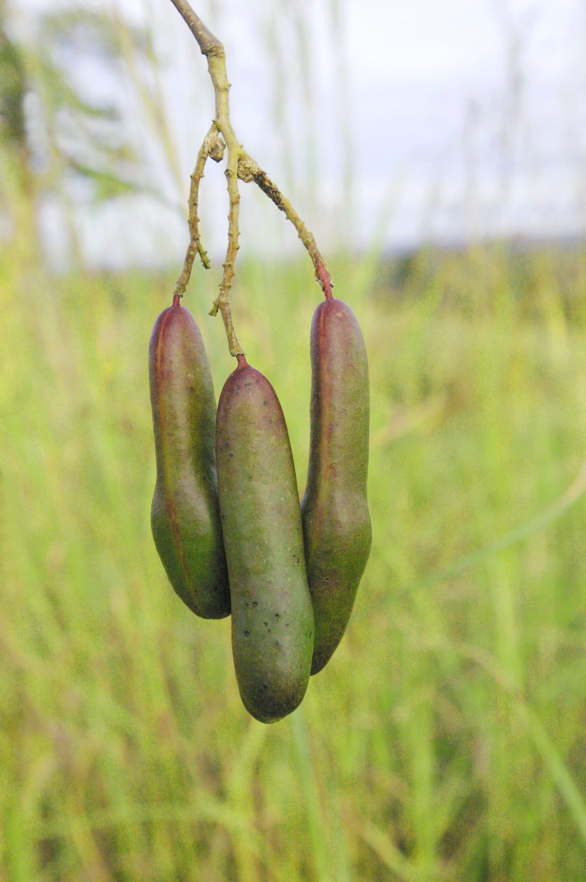 Amburana cearensis (Allemão) A.C.Sm. | Árvores do Bioma Cerrado