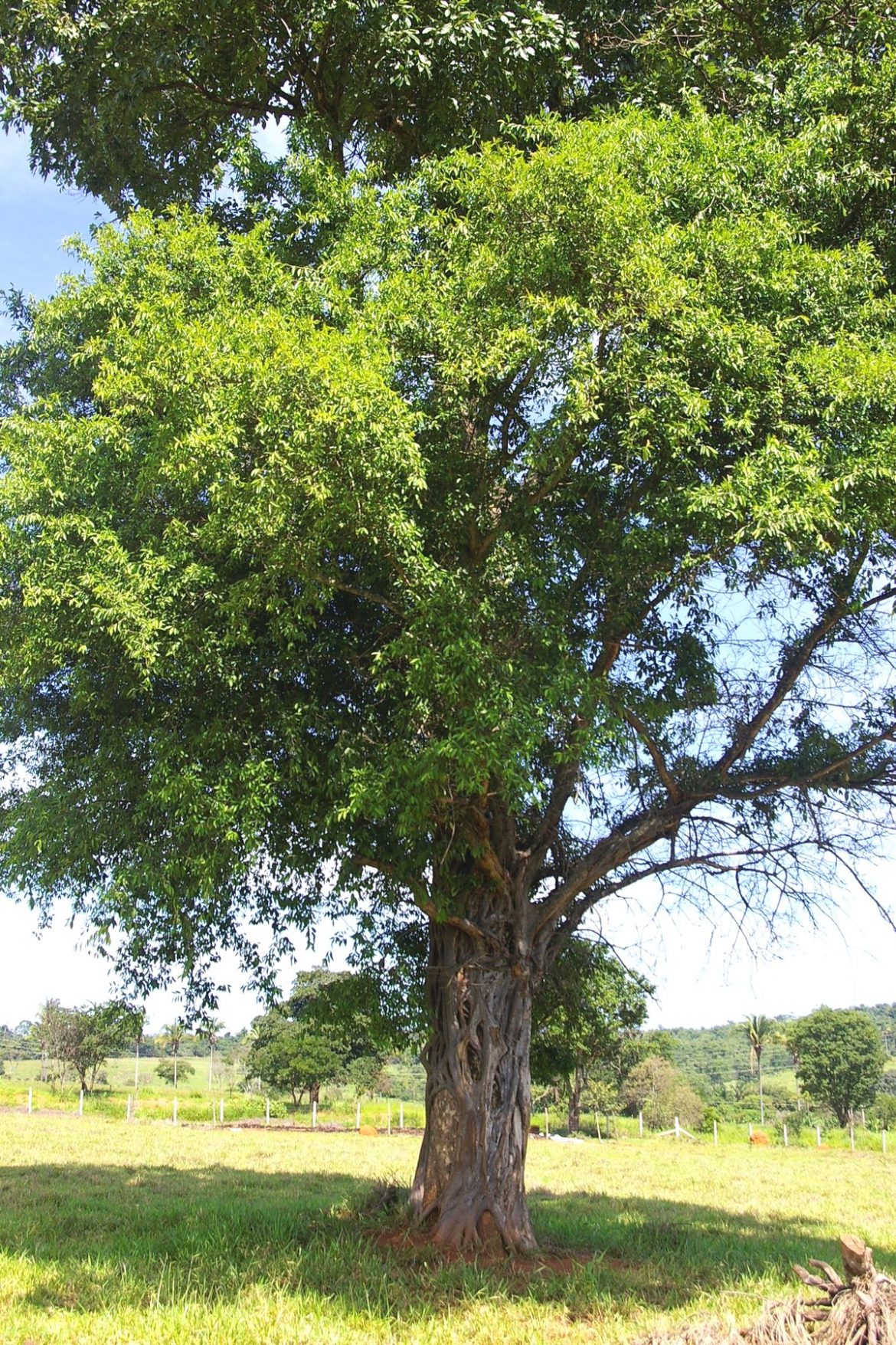 Ficus pertusa L.f. | Árvores do Bioma Cerrado