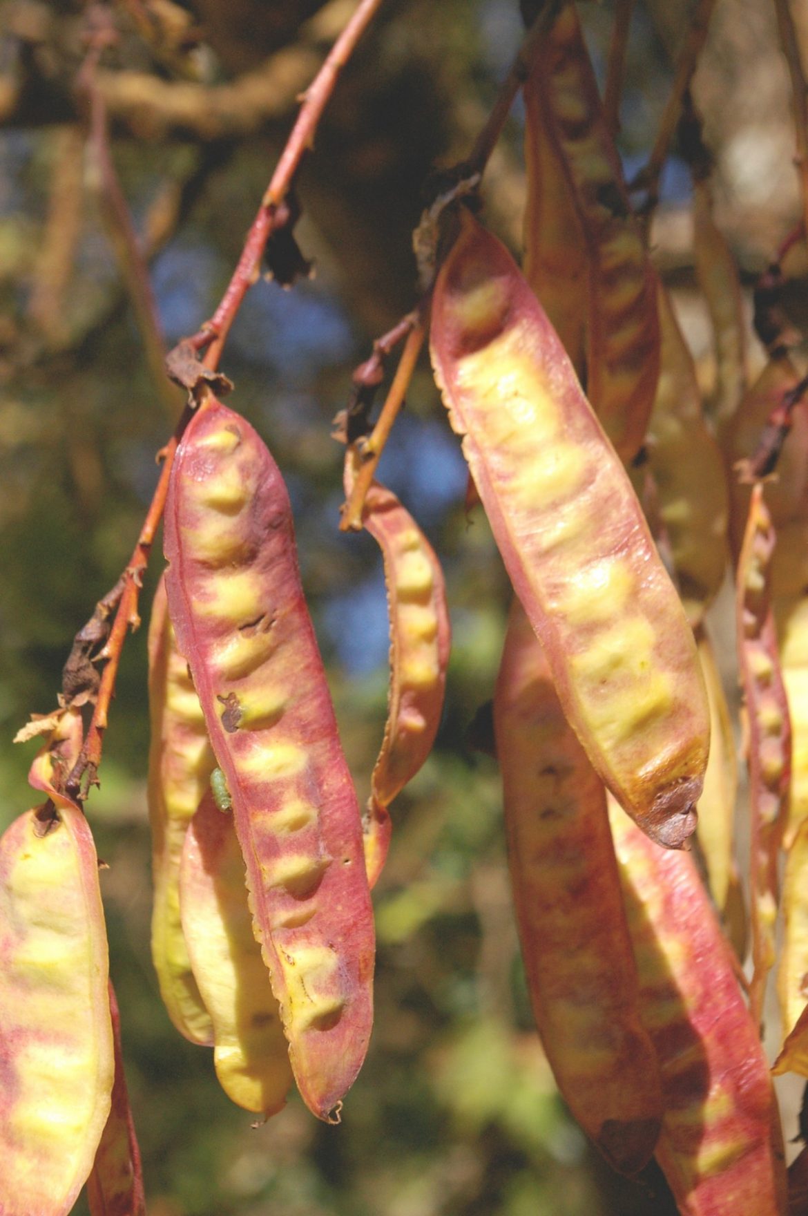 Bowdichia virgilioides Kunth | Árvores do Bioma Cerrado