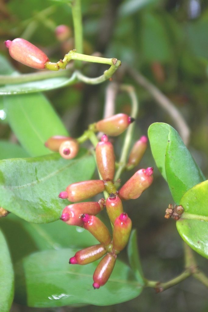 Neea theifera Oerst. | Árvores do Bioma Cerrado