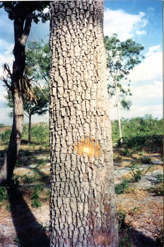 Platonia insignis Mart. | Árvores do Bioma Cerrado