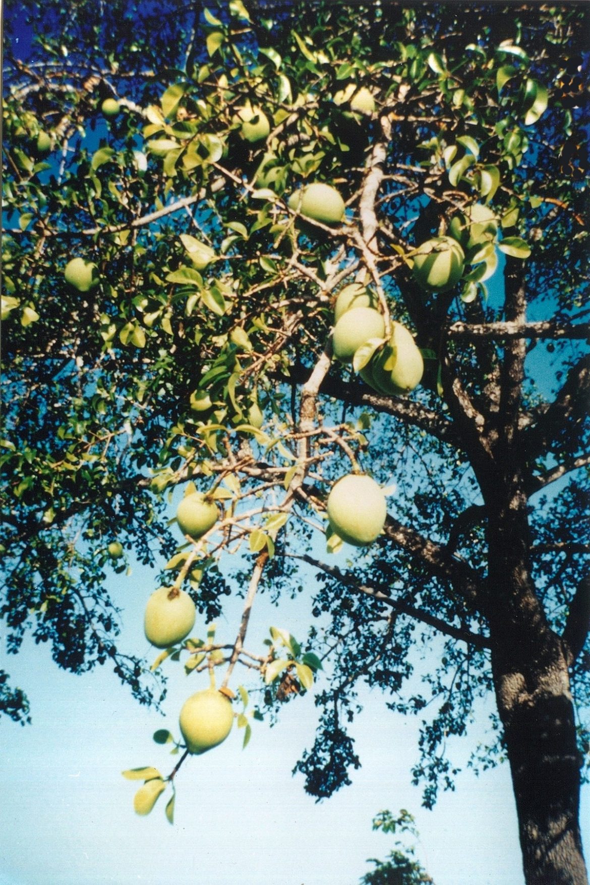 Platonia insignis Mart. | Árvores do Bioma Cerrado