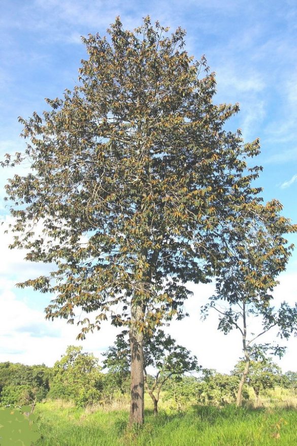 Virola sebifera Aubl. | Árvores do Bioma Cerrado