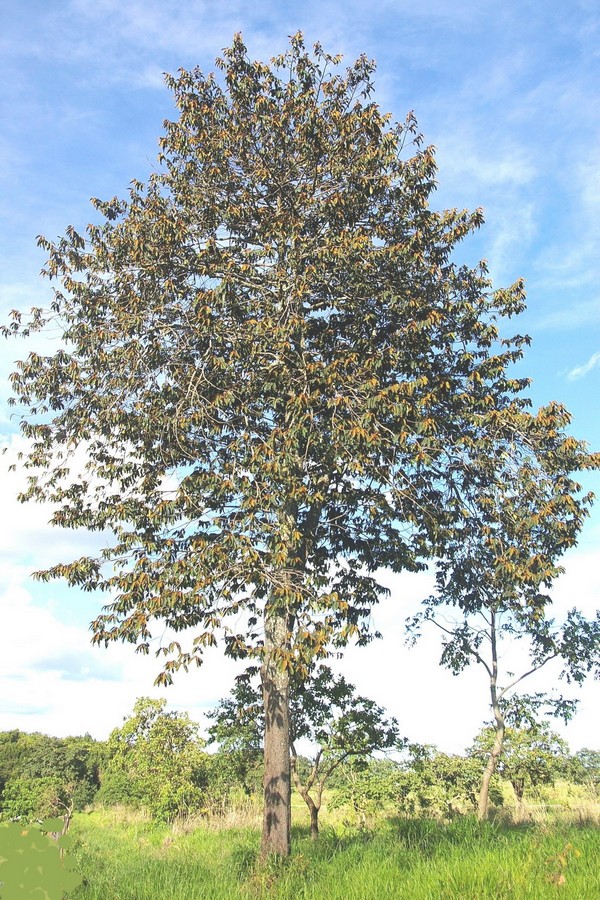 Virola sebifera Aubl. | Árvores do Bioma Cerrado