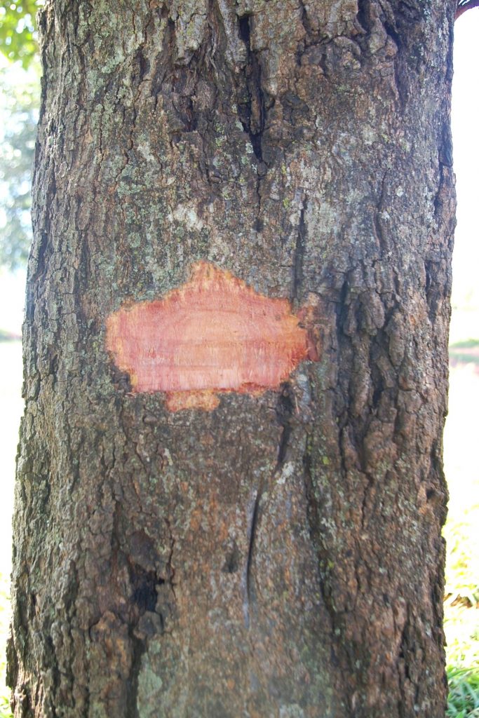 Matayba guianensis Aubl. | Árvores do Bioma Cerrado
