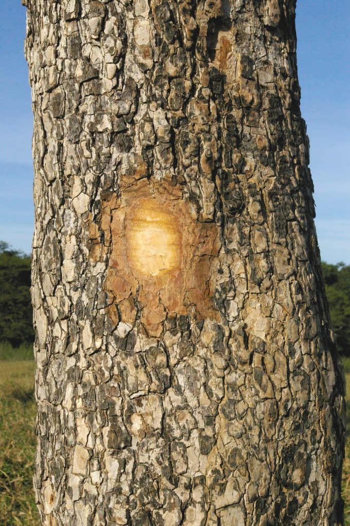 Callisthene fasciculata Mart. | Árvores do Bioma Cerrado