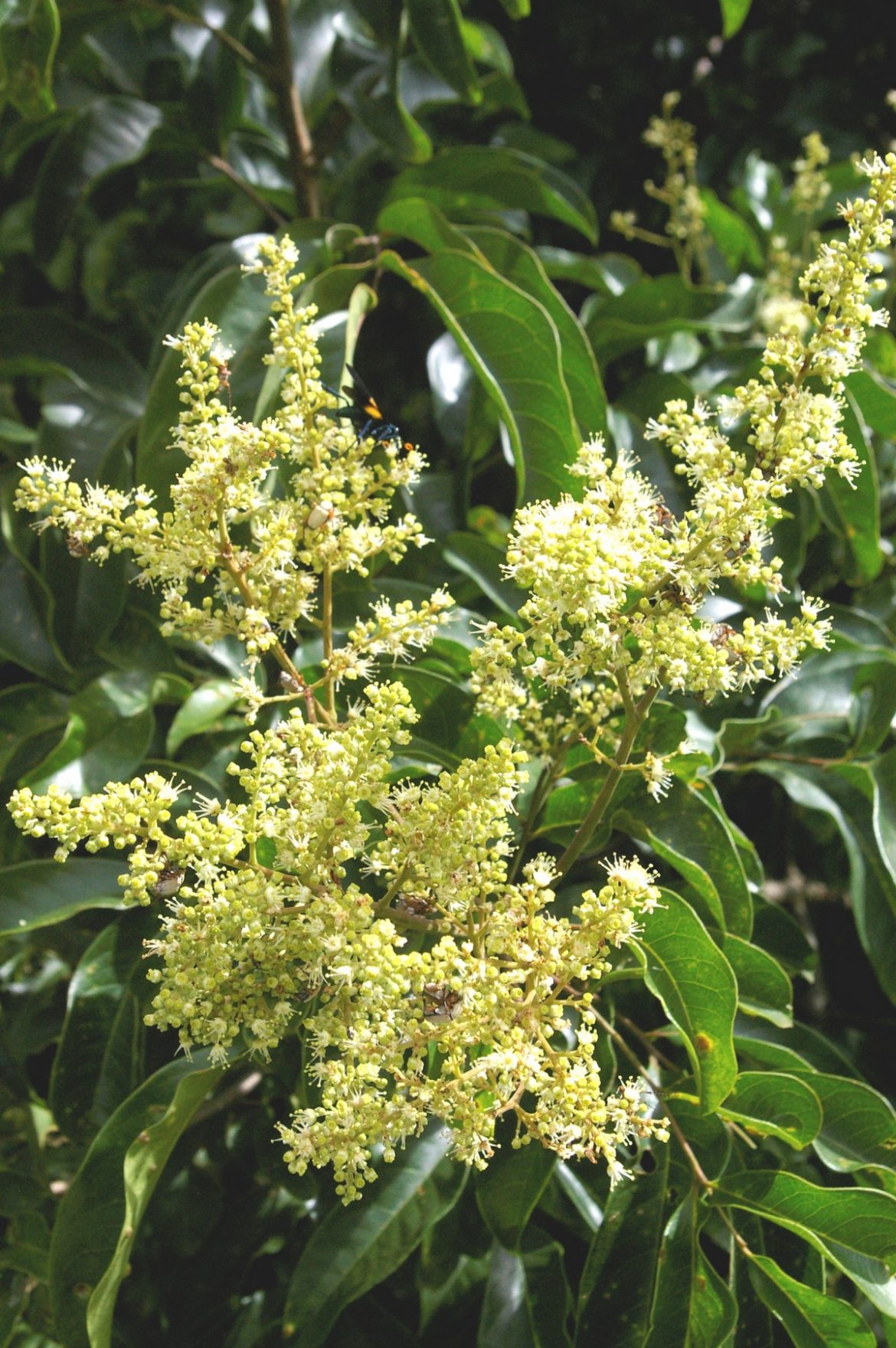 Matayba guianensis Aubl. | Árvores do Bioma Cerrado