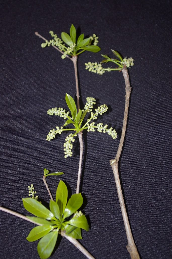 Terminalia lucida Hoffmanns. ex Mart. & Zucc. | Árvores do Bioma Cerrado