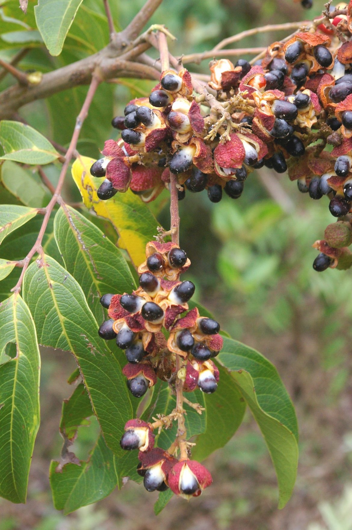 Matayba guianensis Aubl. | Árvores do Bioma Cerrado