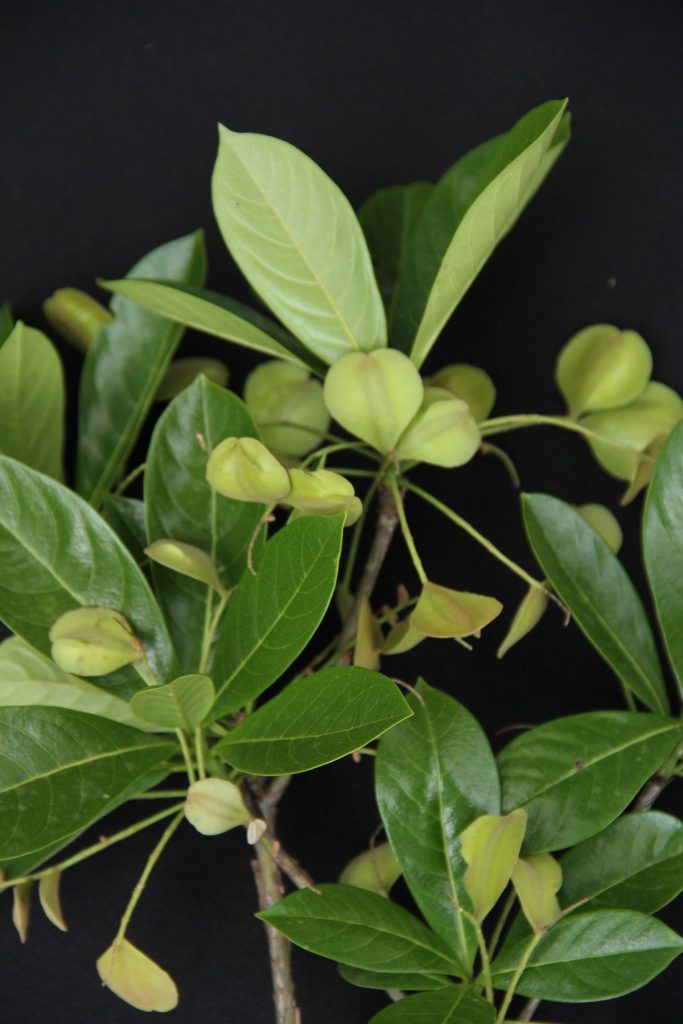 Terminalia lucida Hoffmanns. ex Mart. & Zucc. | Árvores do Bioma Cerrado