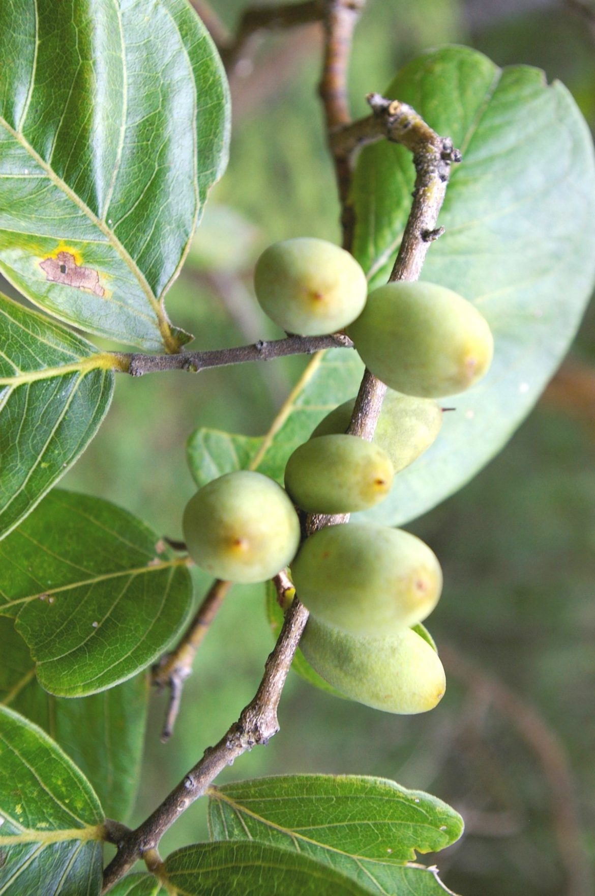 Callisthene fasciculata Mart. | Árvores do Bioma Cerrado