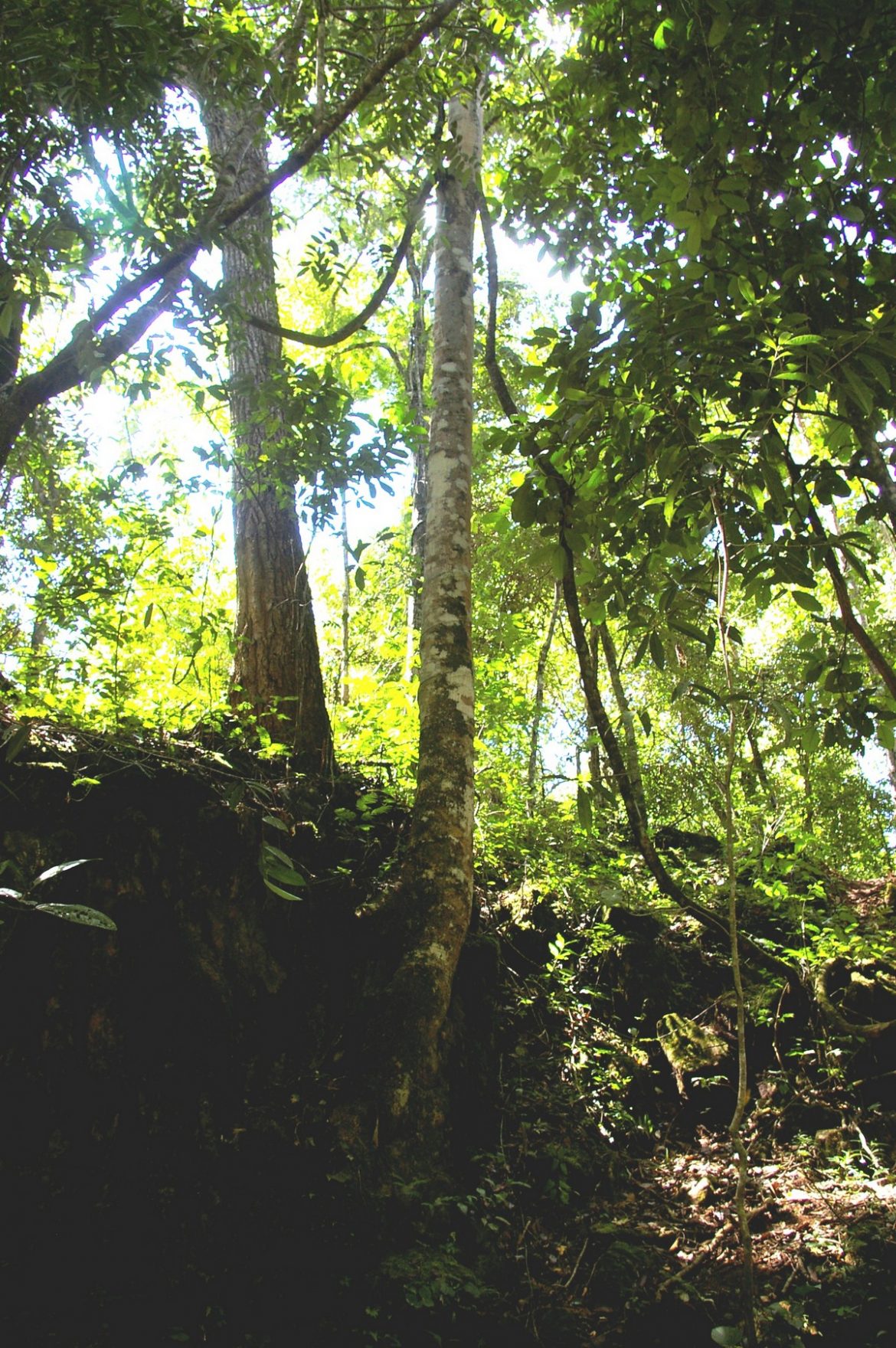 Myroxylon peruiferum L.f. | Árvores do Bioma Cerrado