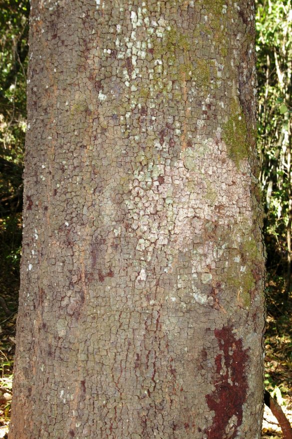 Copaifera langsdorffii Desf. | Árvores do Bioma Cerrado