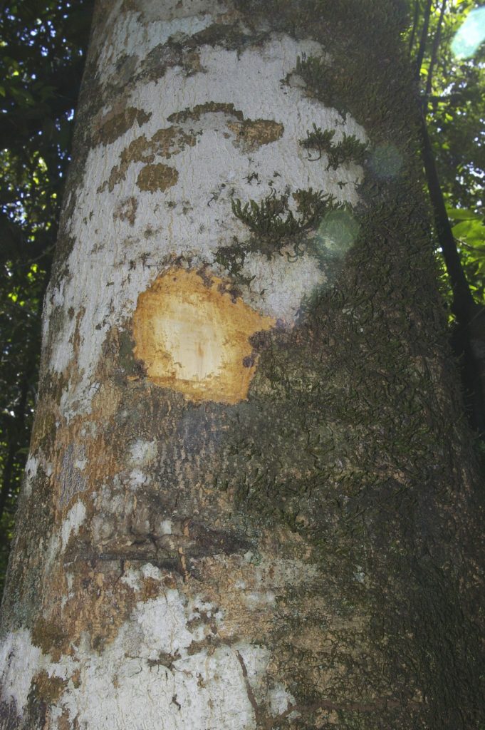 Myroxylon peruiferum L.f. | Árvores do Bioma Cerrado