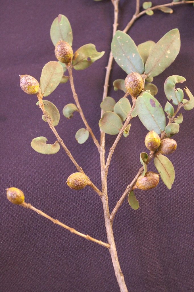 Callisthene major Mart. & Zucc. | Árvores do Bioma Cerrado